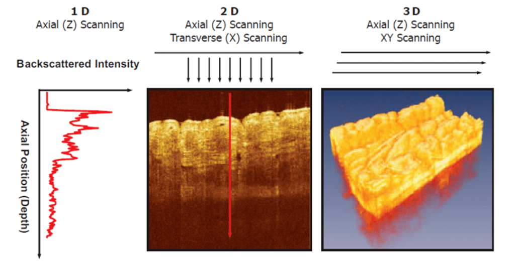 OCT成像技术：突破传统限制，掌握内部缺陷图像，轻松实现深度检测 - 光学相干层析成像技术 | oct | 友思特科技